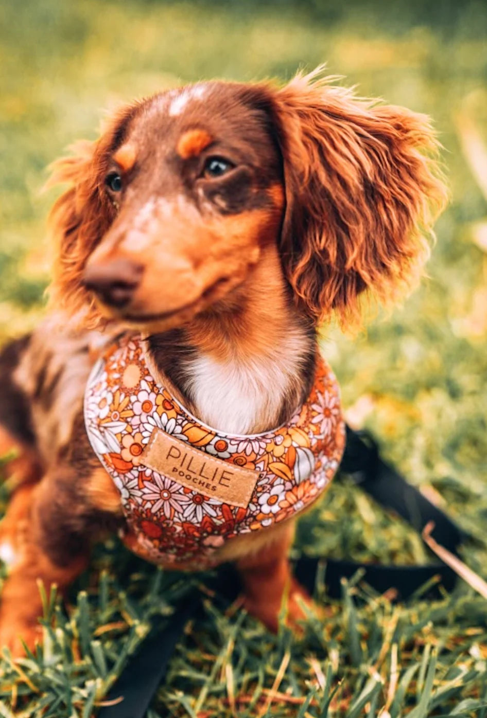 Chest Harnesses – Pillie Pooches